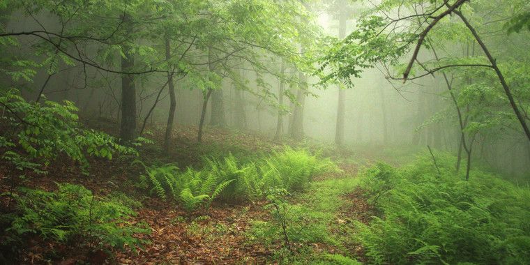 Join the A Walk In The Forest Photo Contest and win Nik Software ...